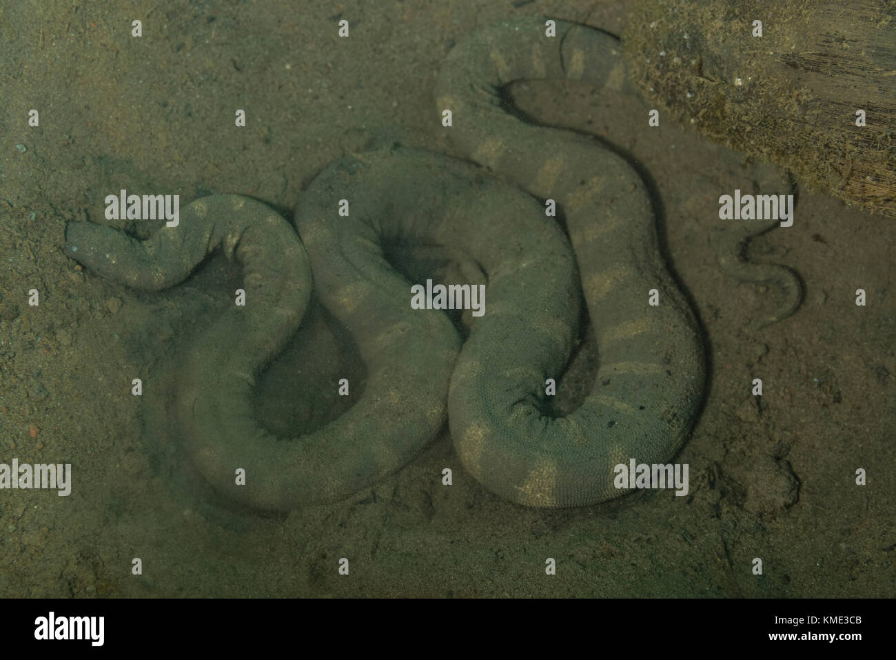 Sea krait digesting food in the sand Stock Photo - Alamy