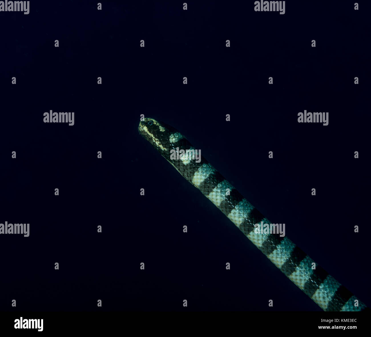 Portrait of a sea krait Stock Photo - Alamy