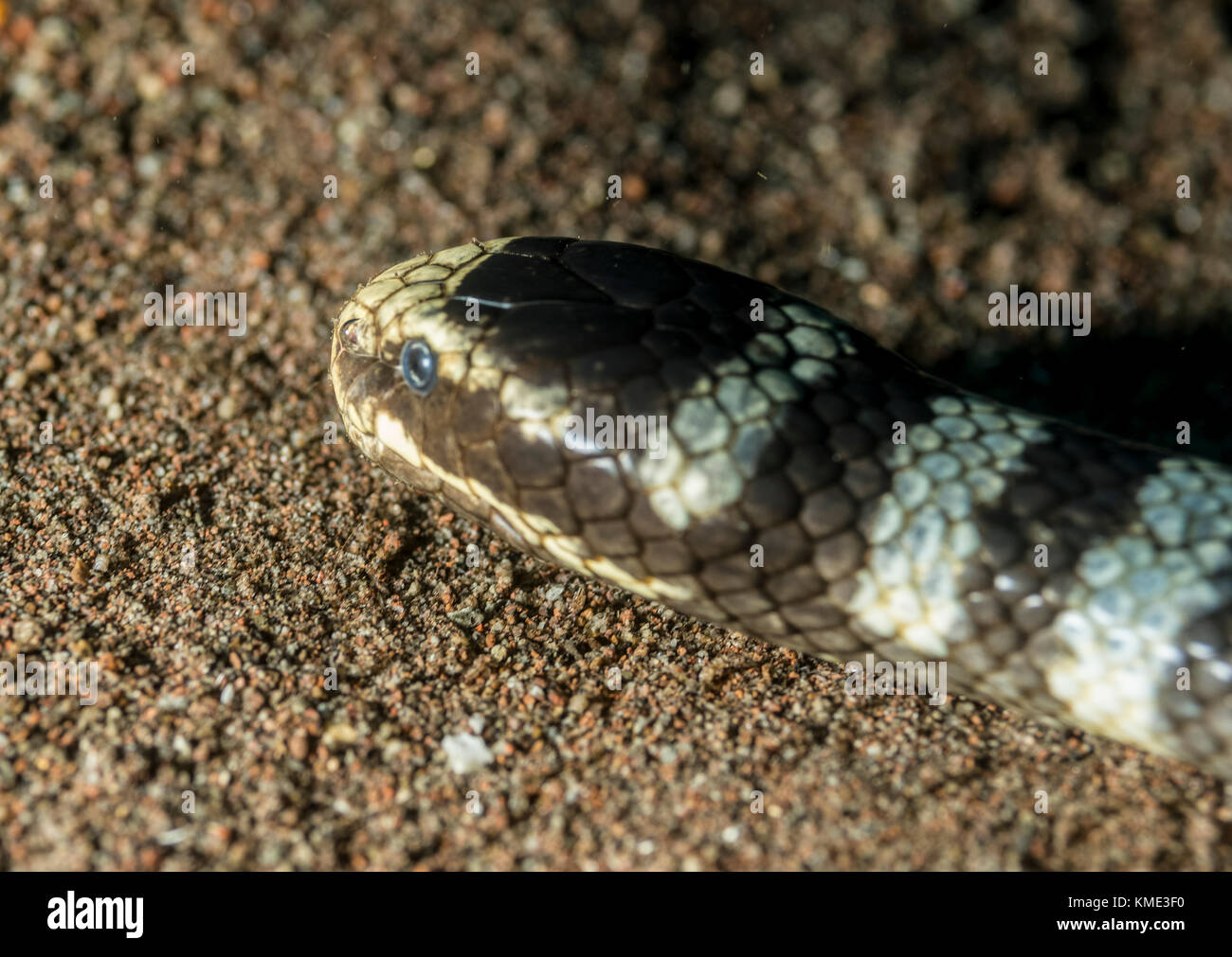 Krait hi-res stock photography and images - Alamy