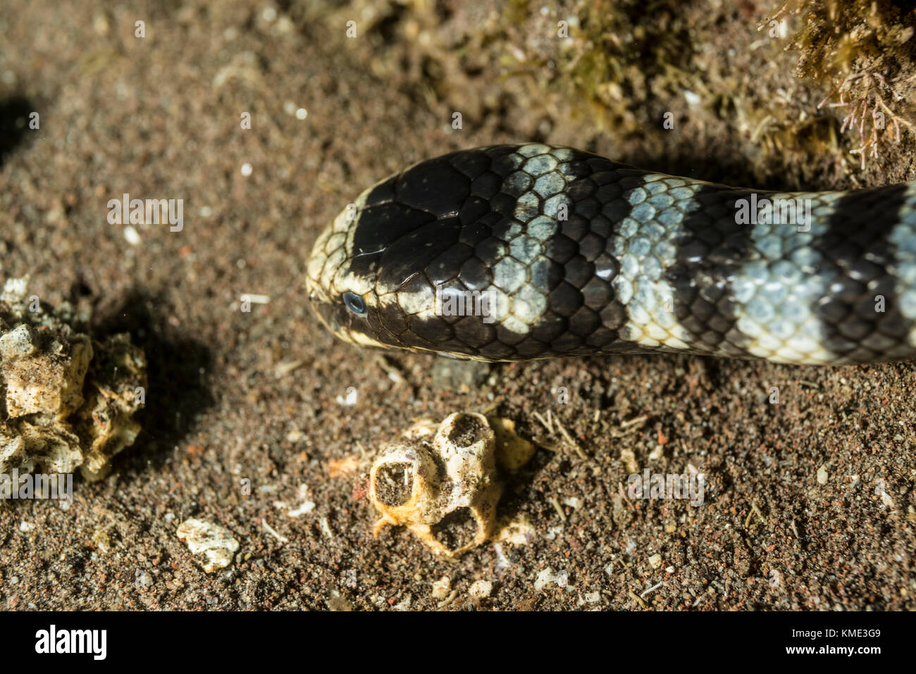 Black and white banded sea snake hi-res stock photography and images ...
