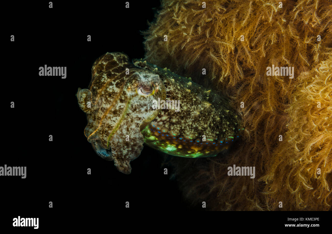 Cuttlefish posing for a portrait Stock Photo - Alamy