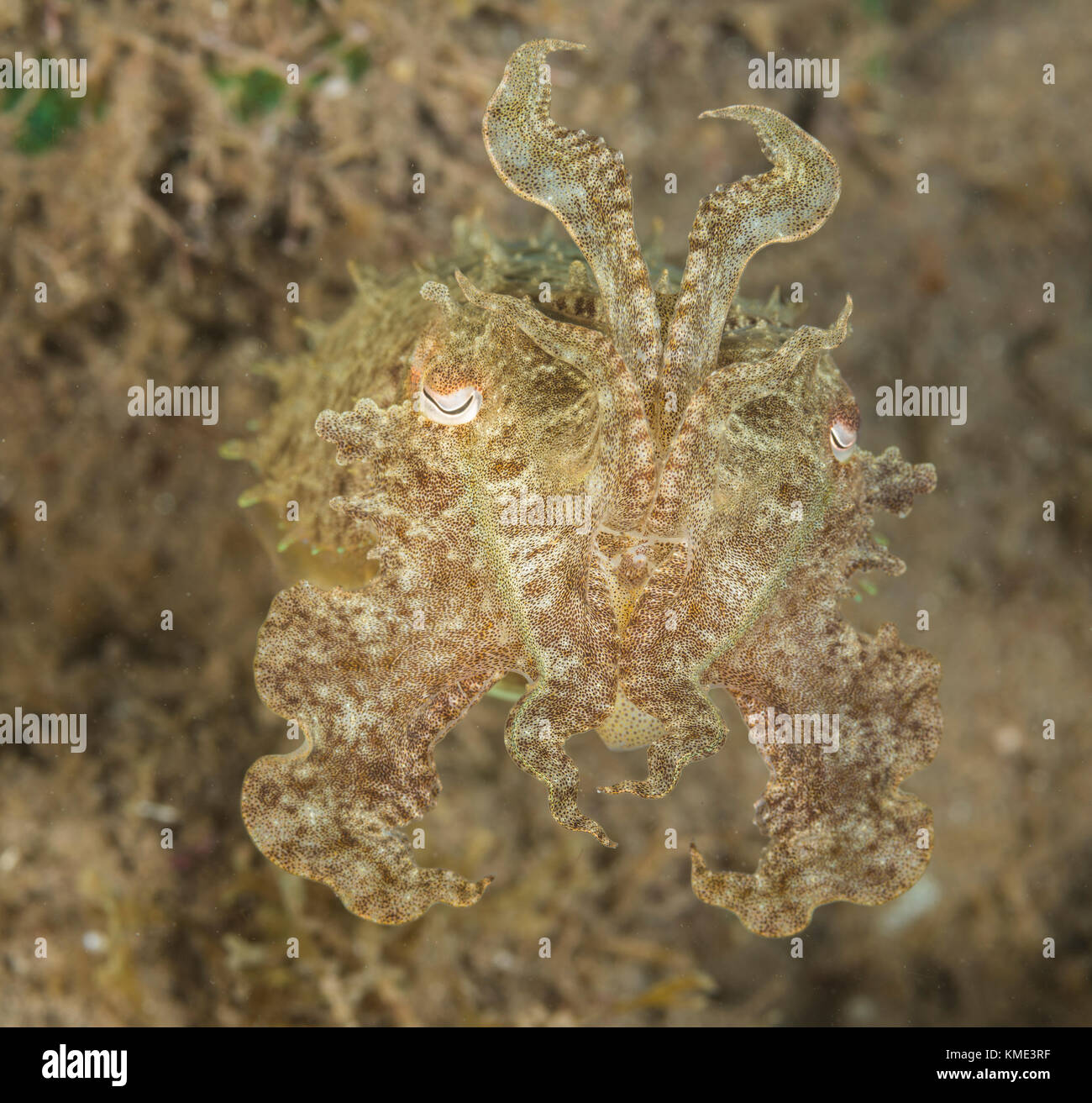 Cuttlefish posing for a portrait Stock Photo - Alamy