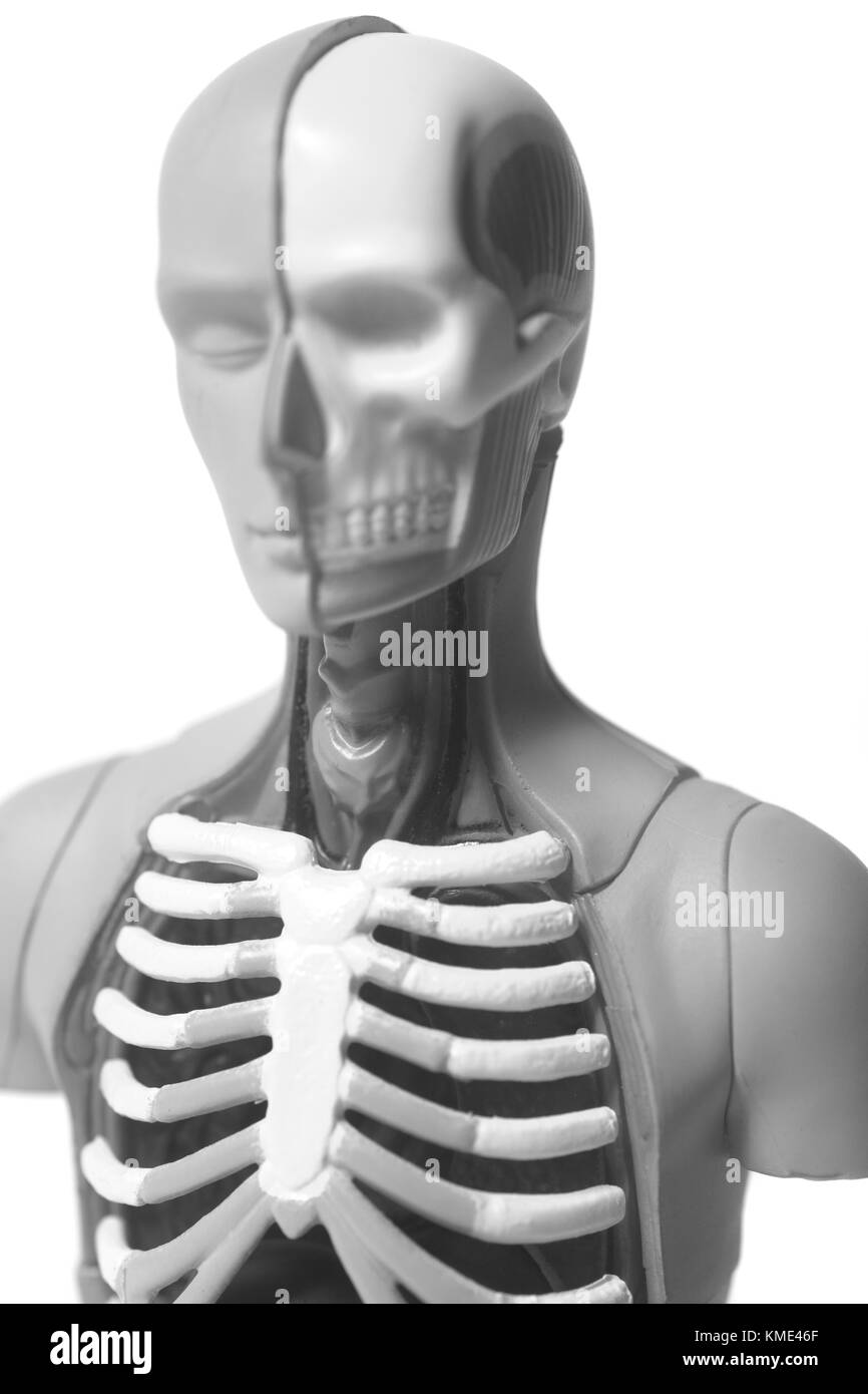 Human Body Anatomy Model isolated on a white background Stock Photo - Alamy