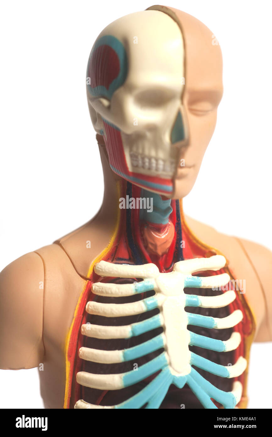 Human Body Anatomy Model isolated on white background Stock Photo - Alamy