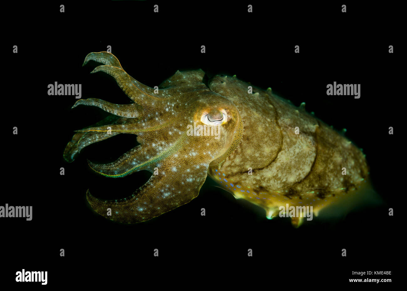 Soft cuttlefish hi-res stock photography and images - Alamy
