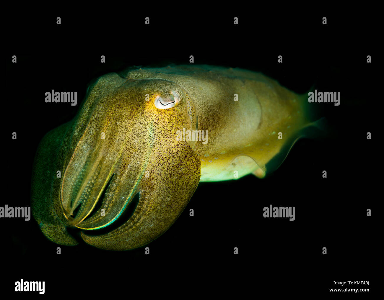 Soft cuttlefish hi-res stock photography and images - Alamy