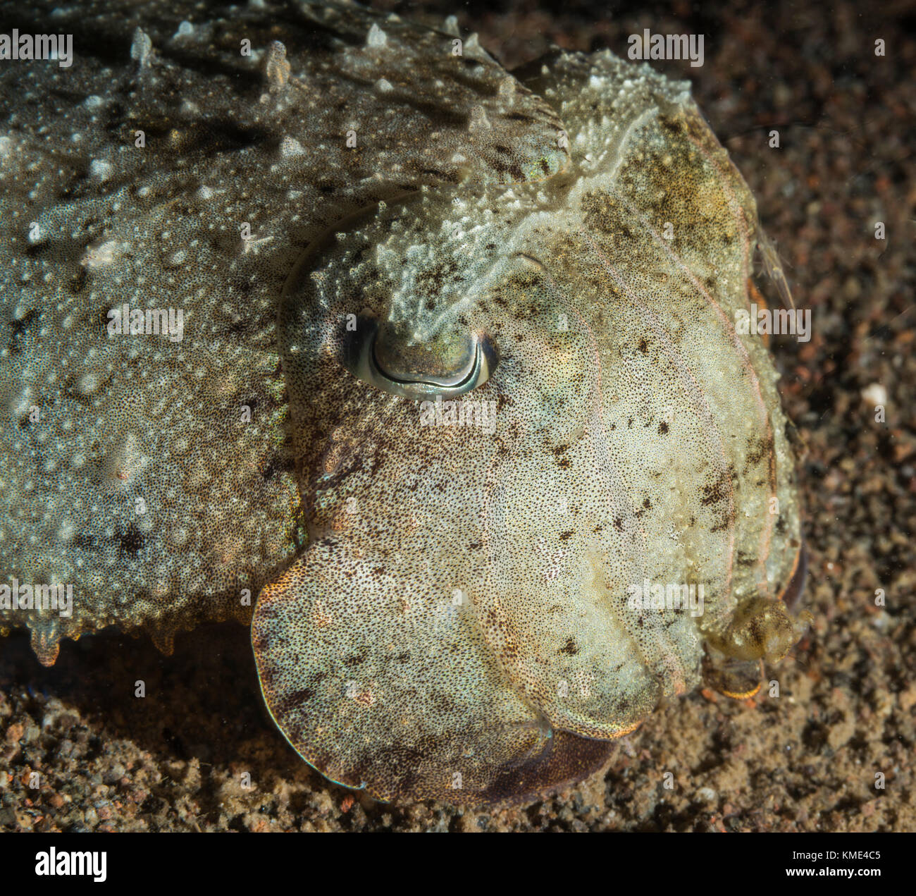Cuttlefish on the sea floor Stock Photo - Alamy