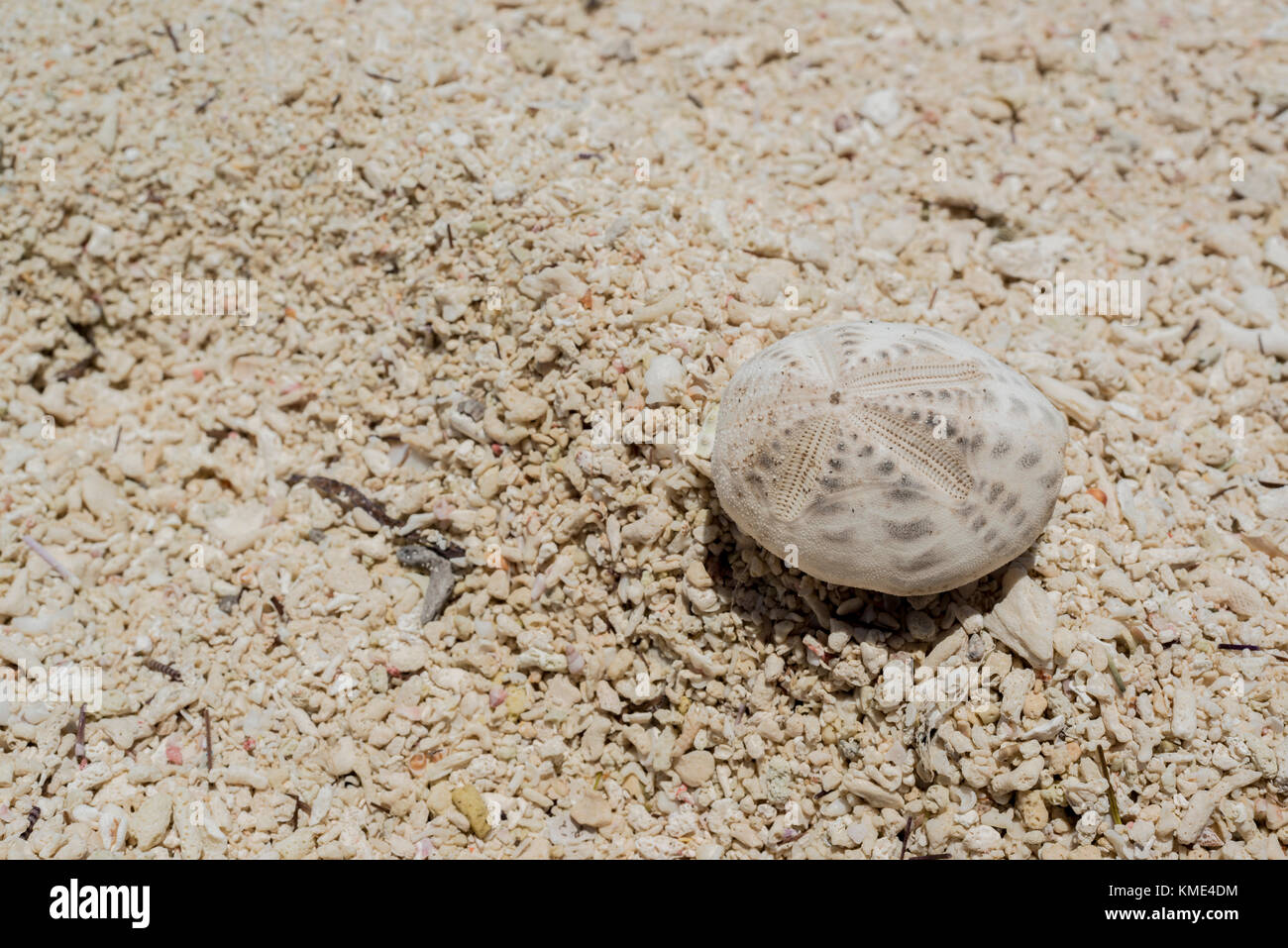 Sea urchin shell washed up on a beach Stock Photo - Alamy