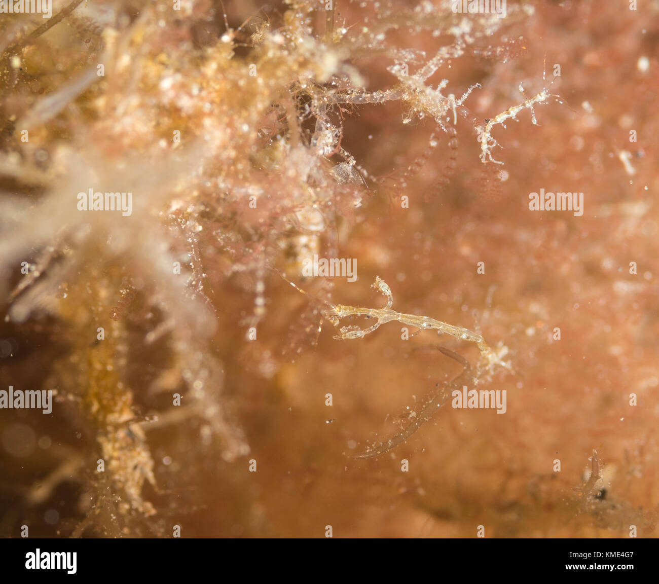 Skeleton shrimp on a coral Stock Photo - Alamy