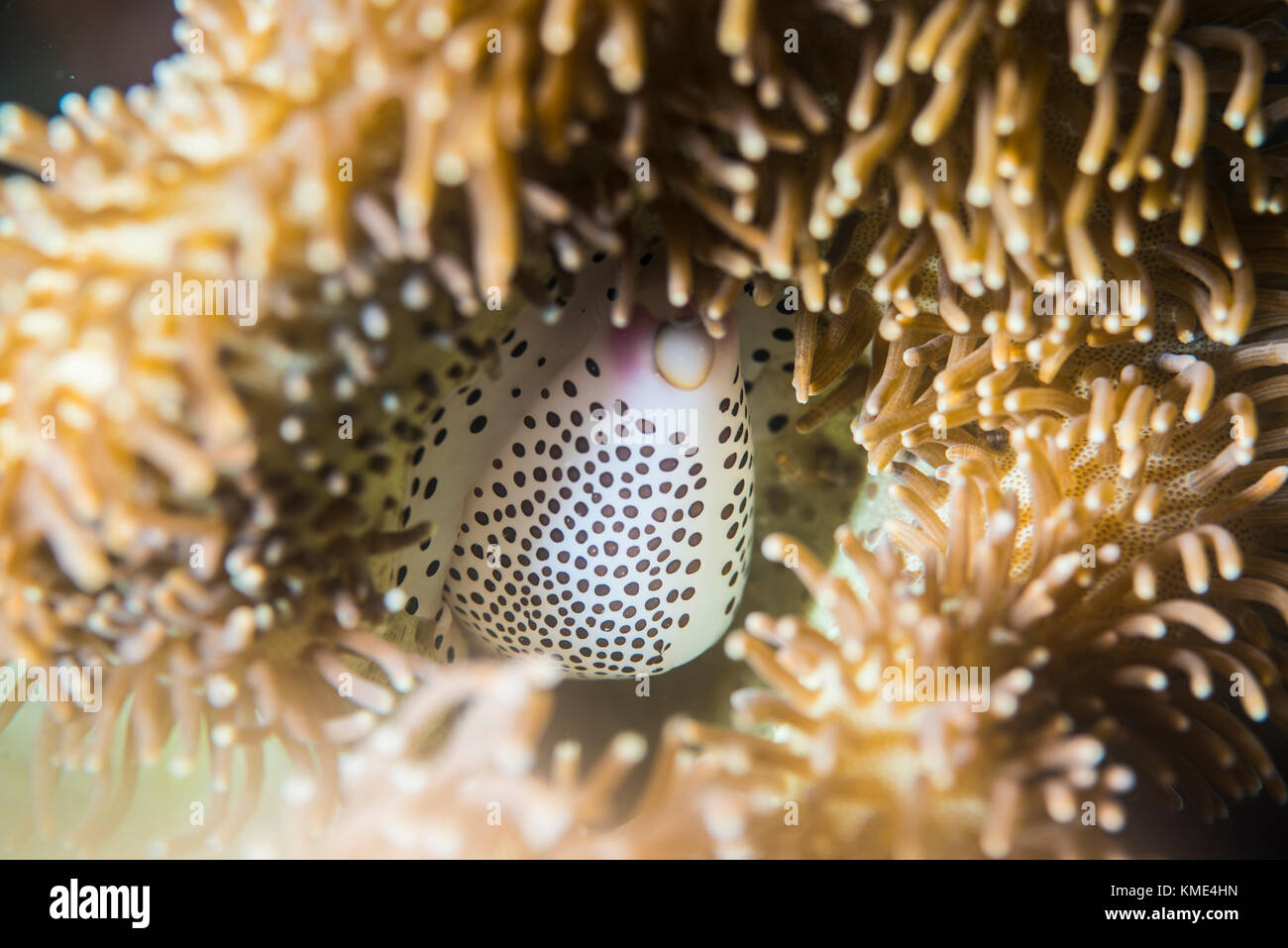 Umbilical Ovula hidden away in an anemone Stock Photo - Alamy