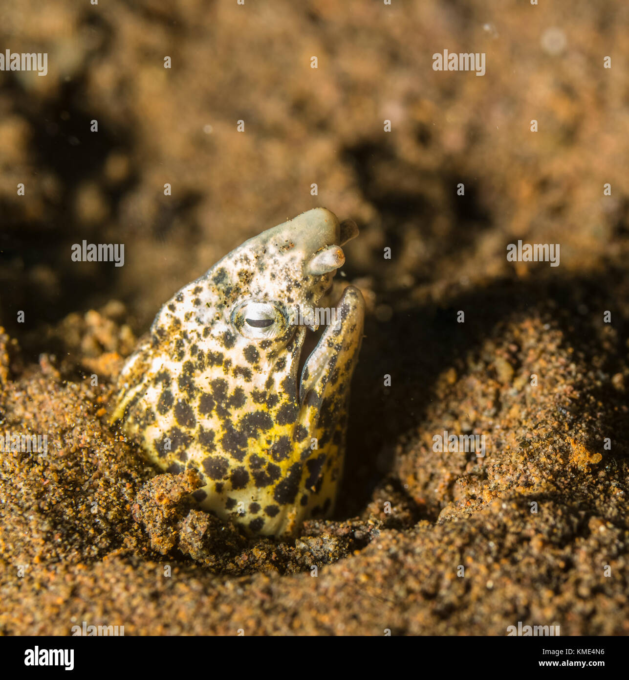 Marbled snake eel callechelys marmorata hi-res stock photography and ...