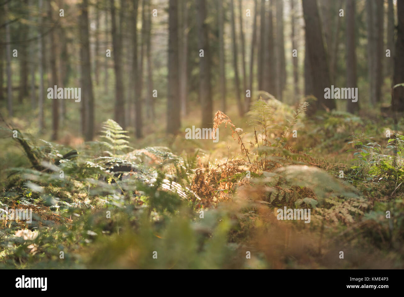 Forest out of Trees and Conifers Detail Stock Photo - Alamy