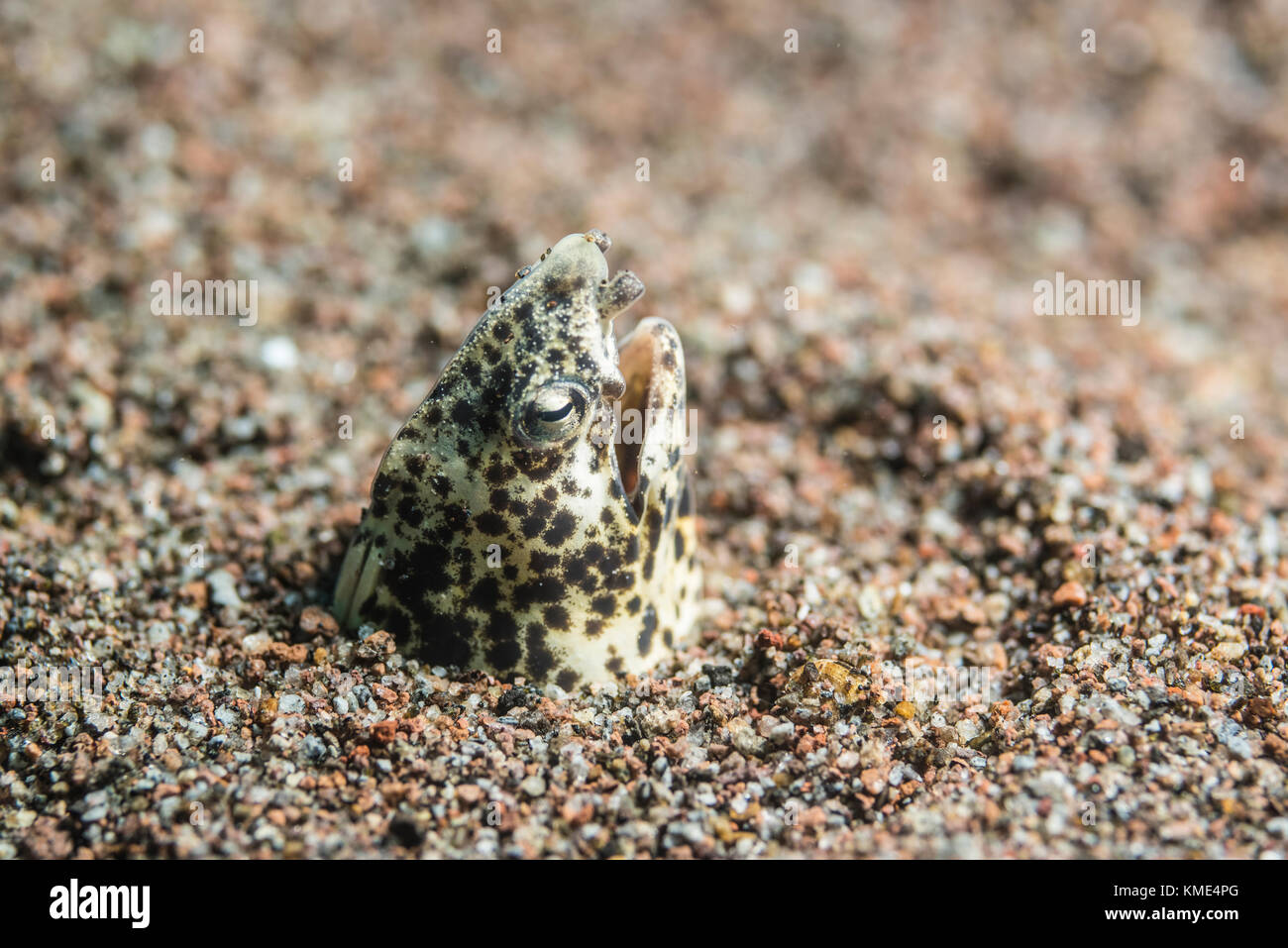 Sand eel hi-res stock photography and images - Alamy