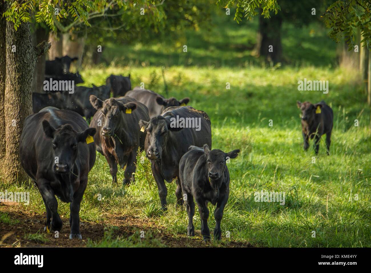 A herd of purebred Angus cattle roam and graze on over 60 acres at the ...
