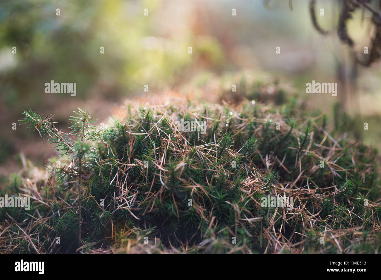 Forest out of Trees and Conifers Detail Stock Photo - Alamy