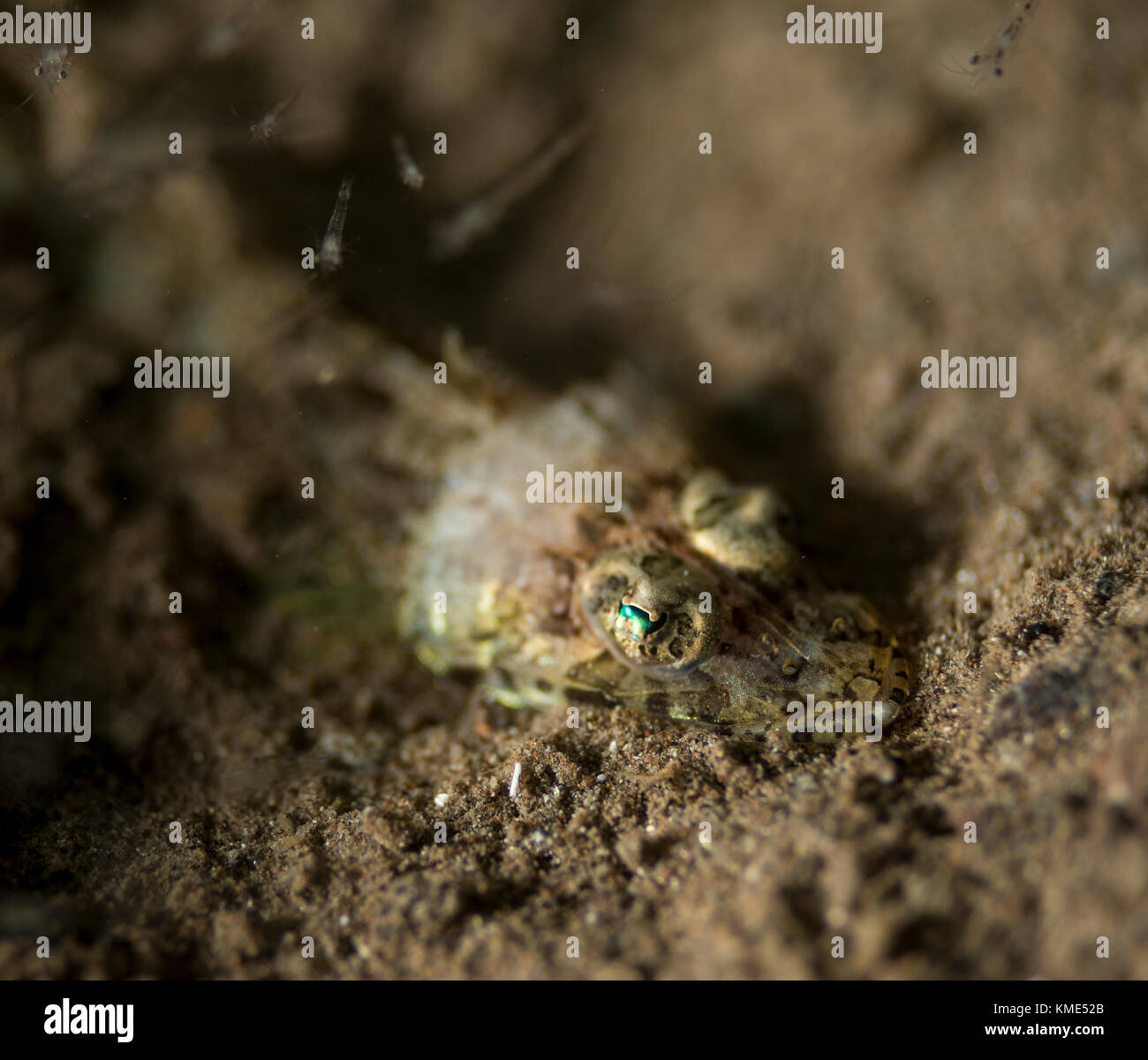 Spotted flathead hidden in the sand Stock Photo - Alamy