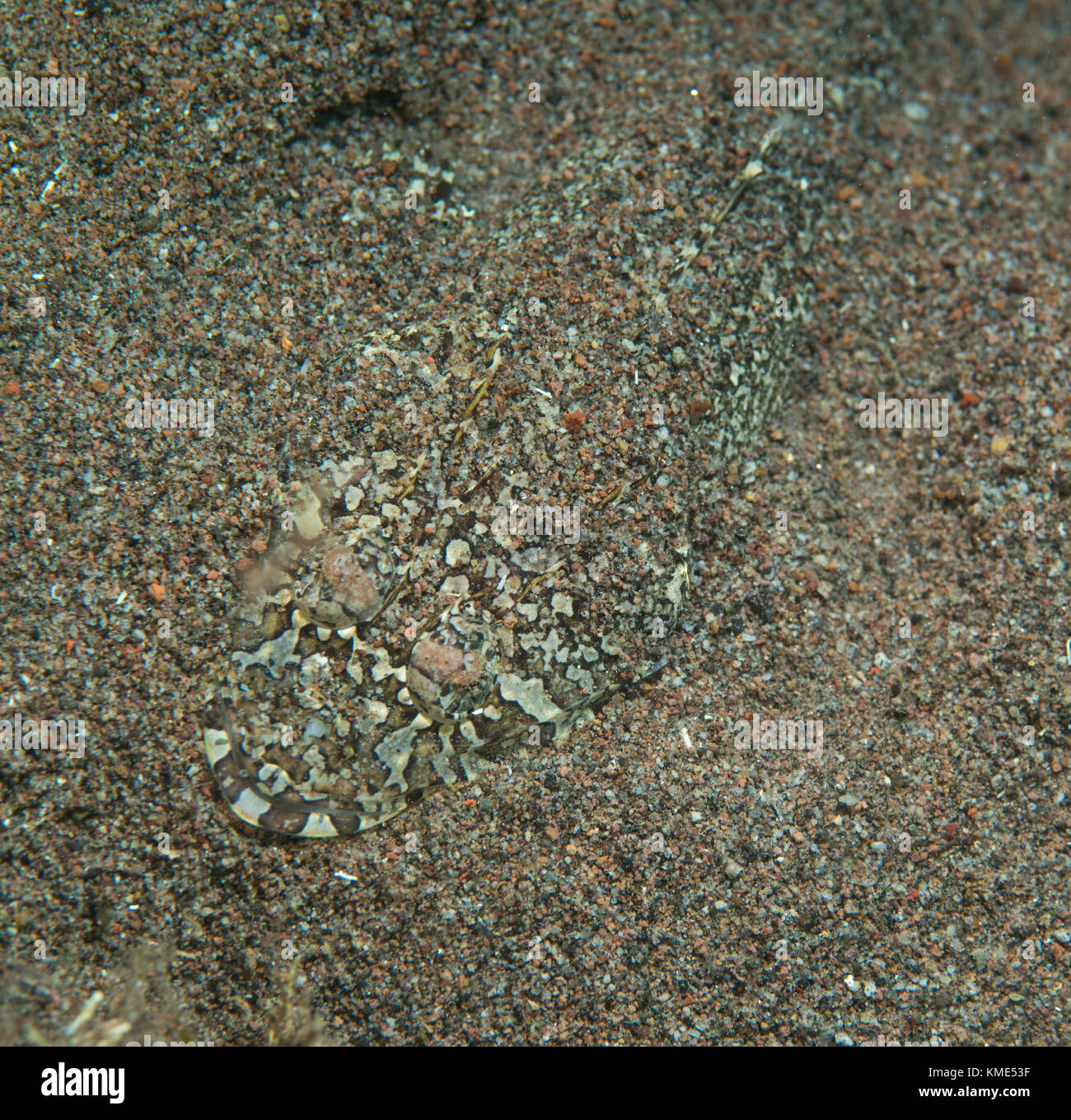 Spotted flathead hiding in the sand Stock Photo - Alamy