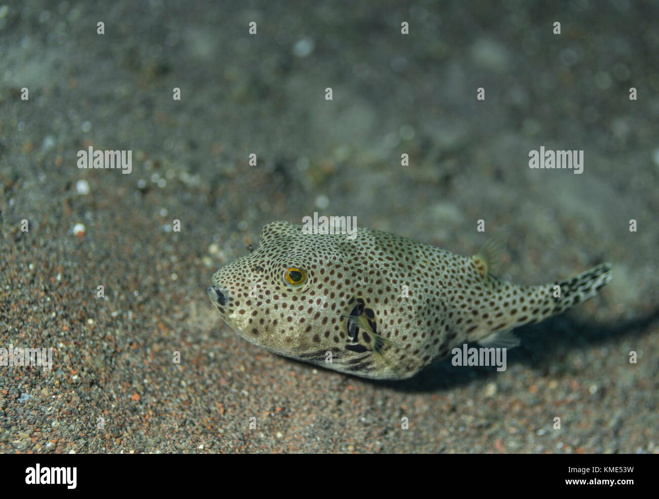 Pufferfish pattern sand hi-res stock photography and images - Alamy