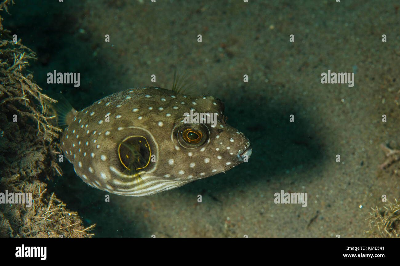 White-spotted pufferfish on the ocean floor Stock Photo - Alamy