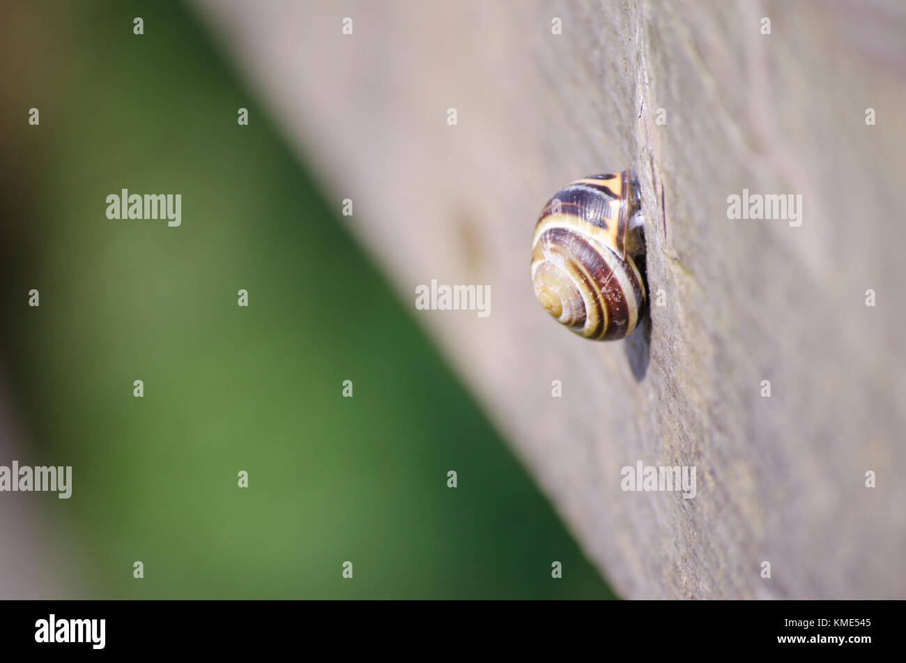 Snail Moving along the side of Wood Stock Photo - Alamy