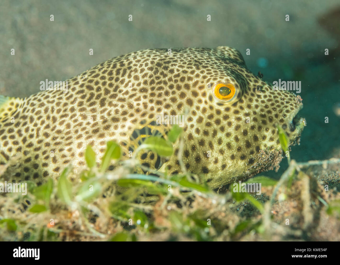 White spot puffer fish hi-res stock photography and images - Alamy