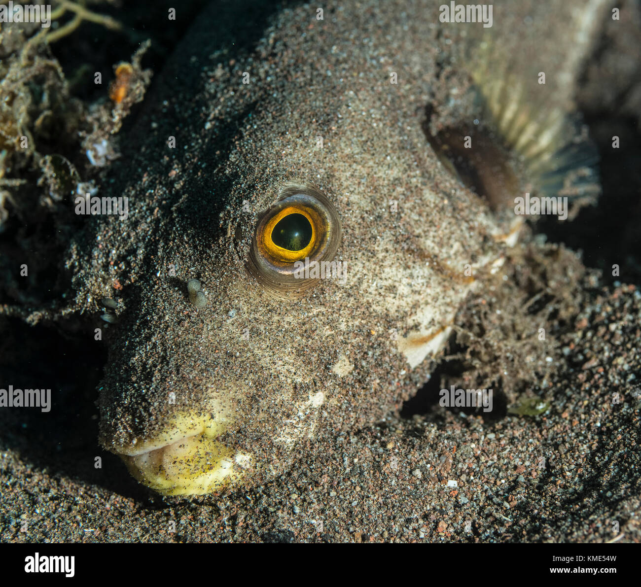 White spotted pufferfish sand hi-res stock photography and images - Alamy