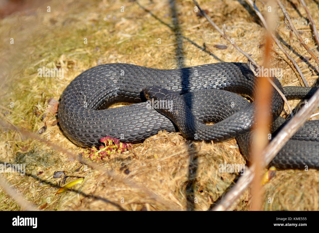Melanistic Eastern Garter Snake in the wild Stock Photo - Alamy
