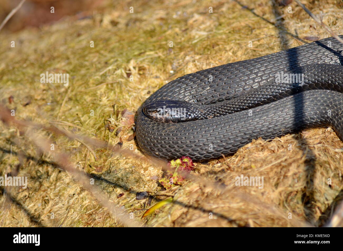Melanistic Eastern Garter Snake in the wild Stock Photo - Alamy