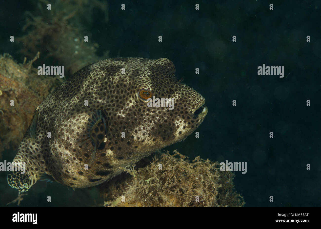 Puffer fish sand pattern hi-res stock photography and images - Alamy