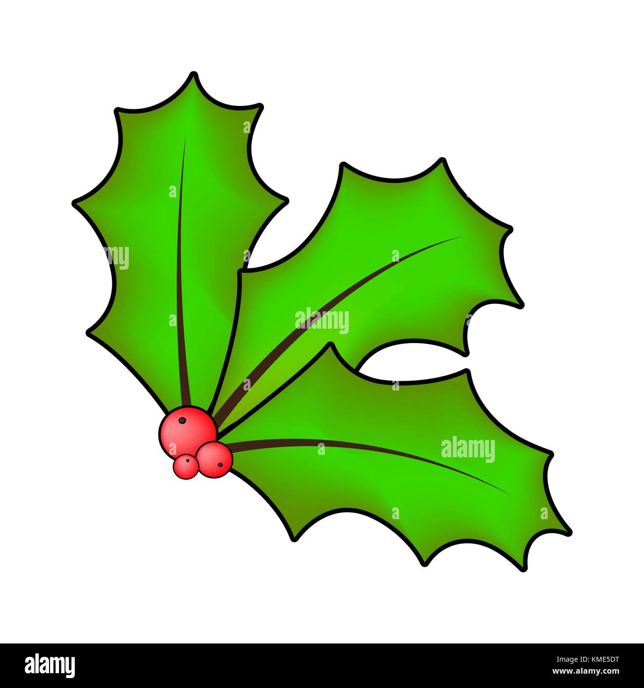 White holly ilex aquifolium Stock Vector Images - Alamy