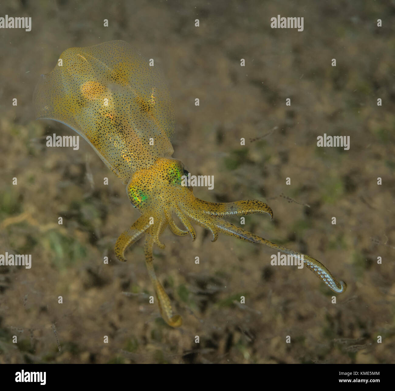 Bigfin reef squid during a night dive Stock Photo - Alamy