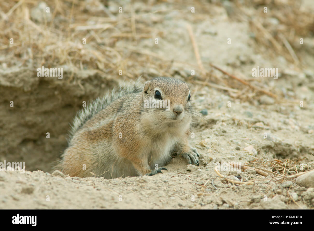 San Joaquin or Nelson's Antelope Squirrel (Ammospermophilus nelsoni ...
