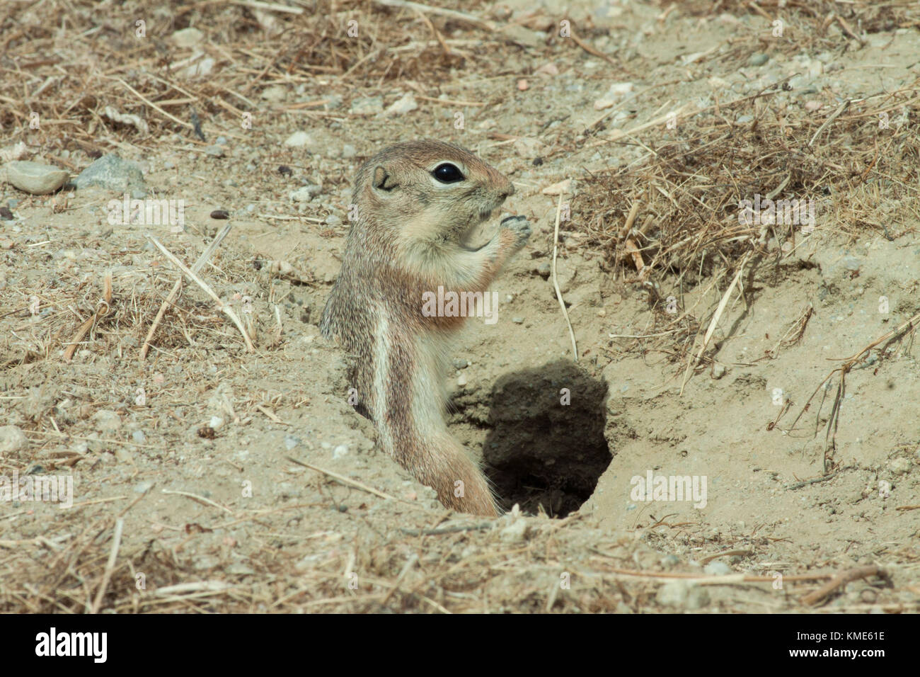 San Joaquin or Nelson's Antelope Squirrel (Ammospermophilus nelsoni ...