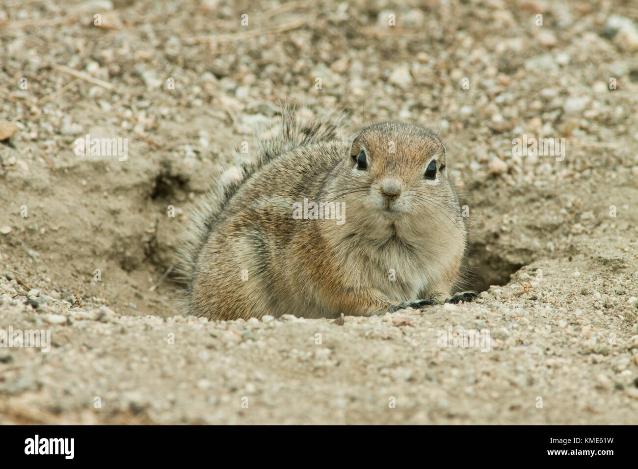 San Joaquin or Nelson's Antelope Squirrel (Ammospermophilus nelsoni ...