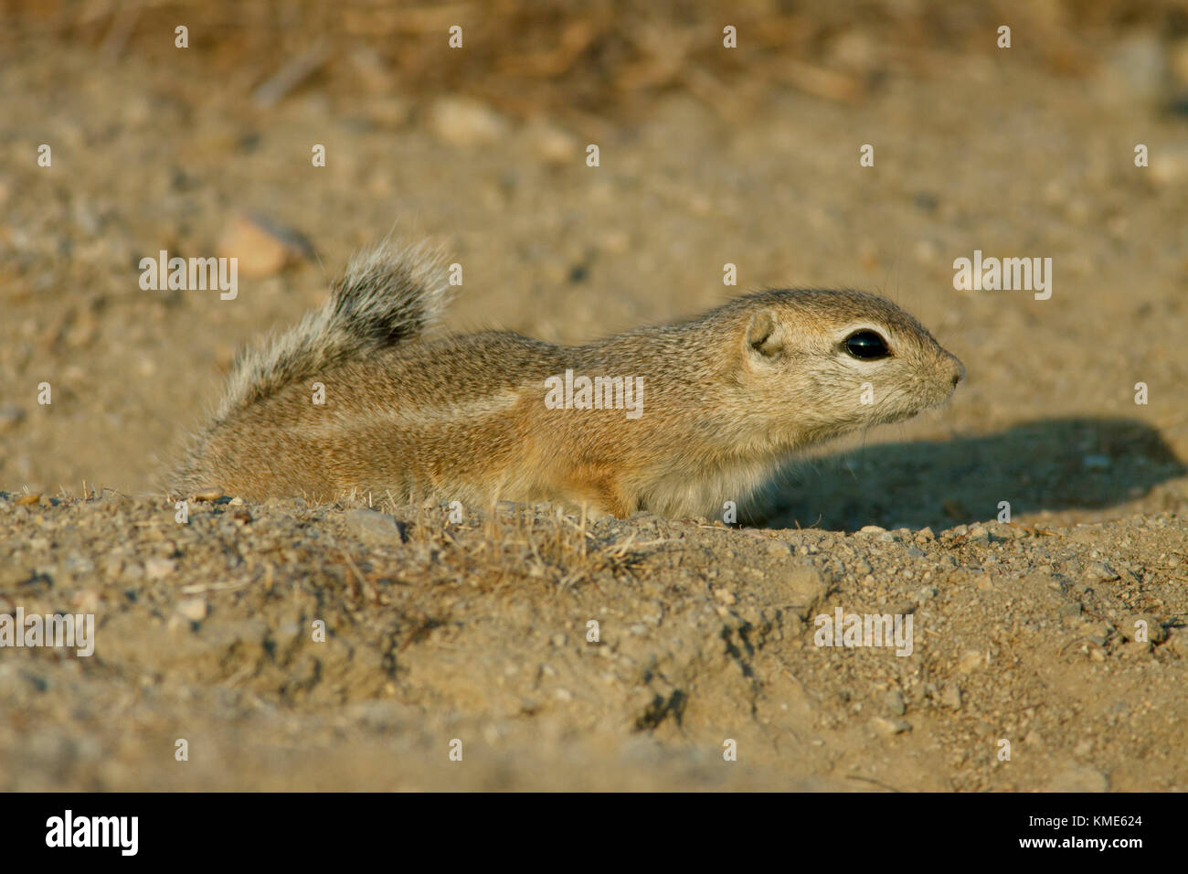 Endangered monument hi-res stock photography and images - Alamy