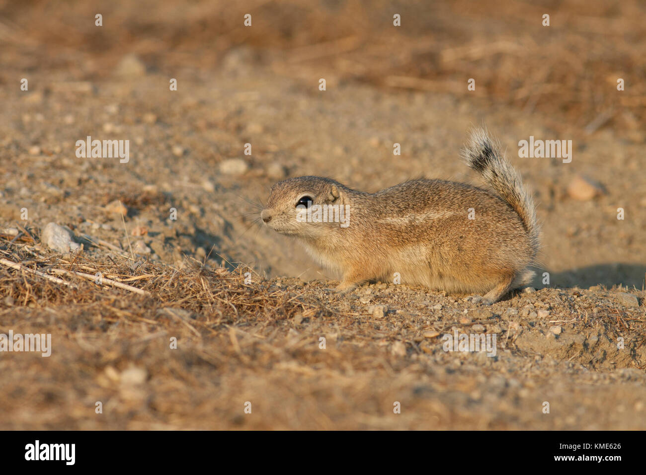 San Joaquin or Nelson's Antelope Squirrel (Ammospermophilus nelsoni ...