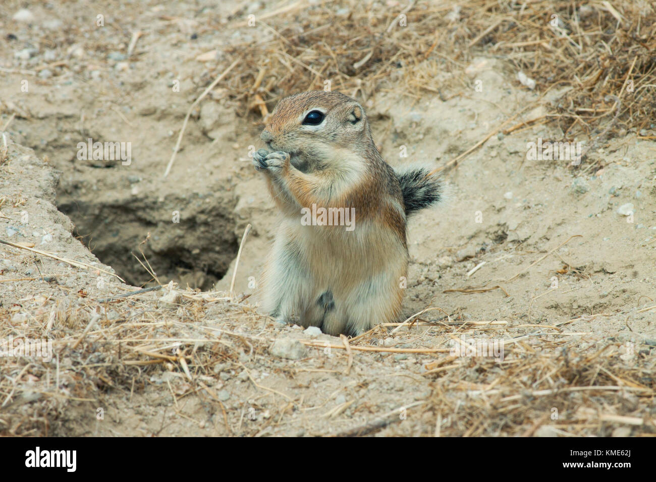 San Joaquin or Nelson's Antelope Squirrel (Ammospermophilus nelsoni ...