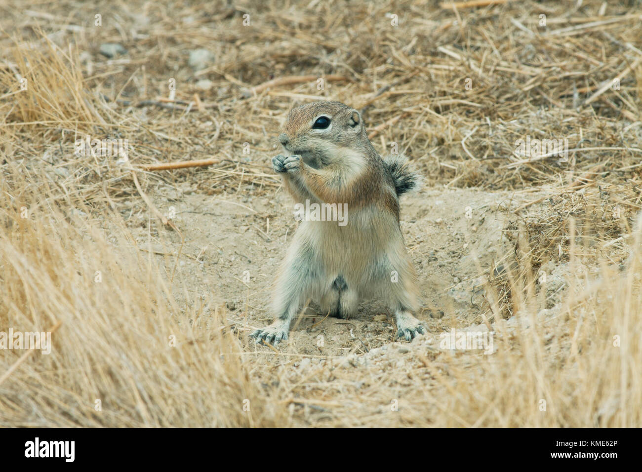San Joaquin or Nelson's Antelope Squirrel (Ammospermophilus nelsoni ...