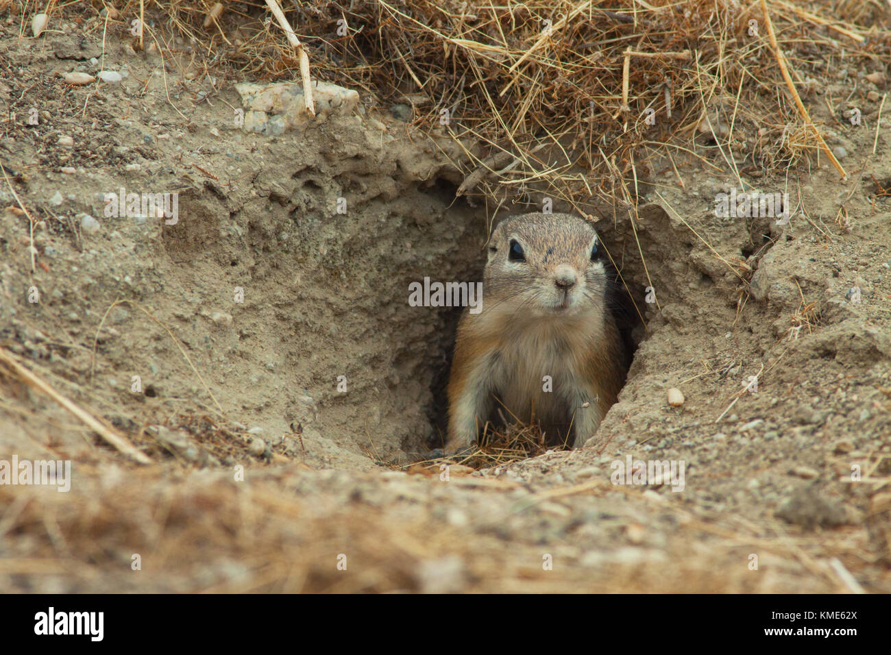 San Joaquin or Nelson's Antelope Squirrel (Ammospermophilus nelsoni ...