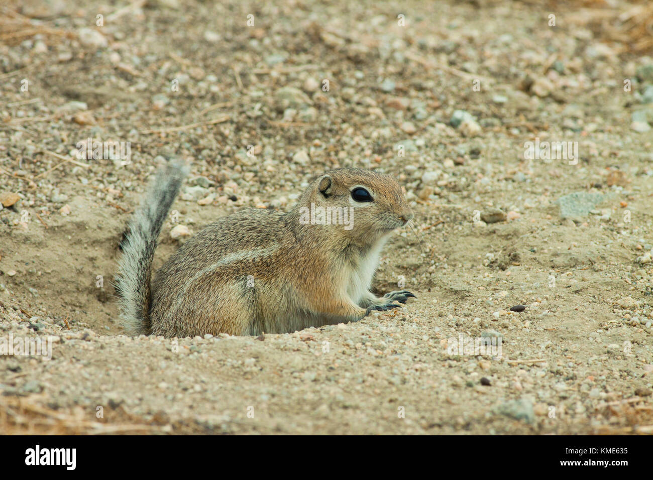 San Joaquin or Nelson's Antelope Squirrel (Ammospermophilus nelsoni ...