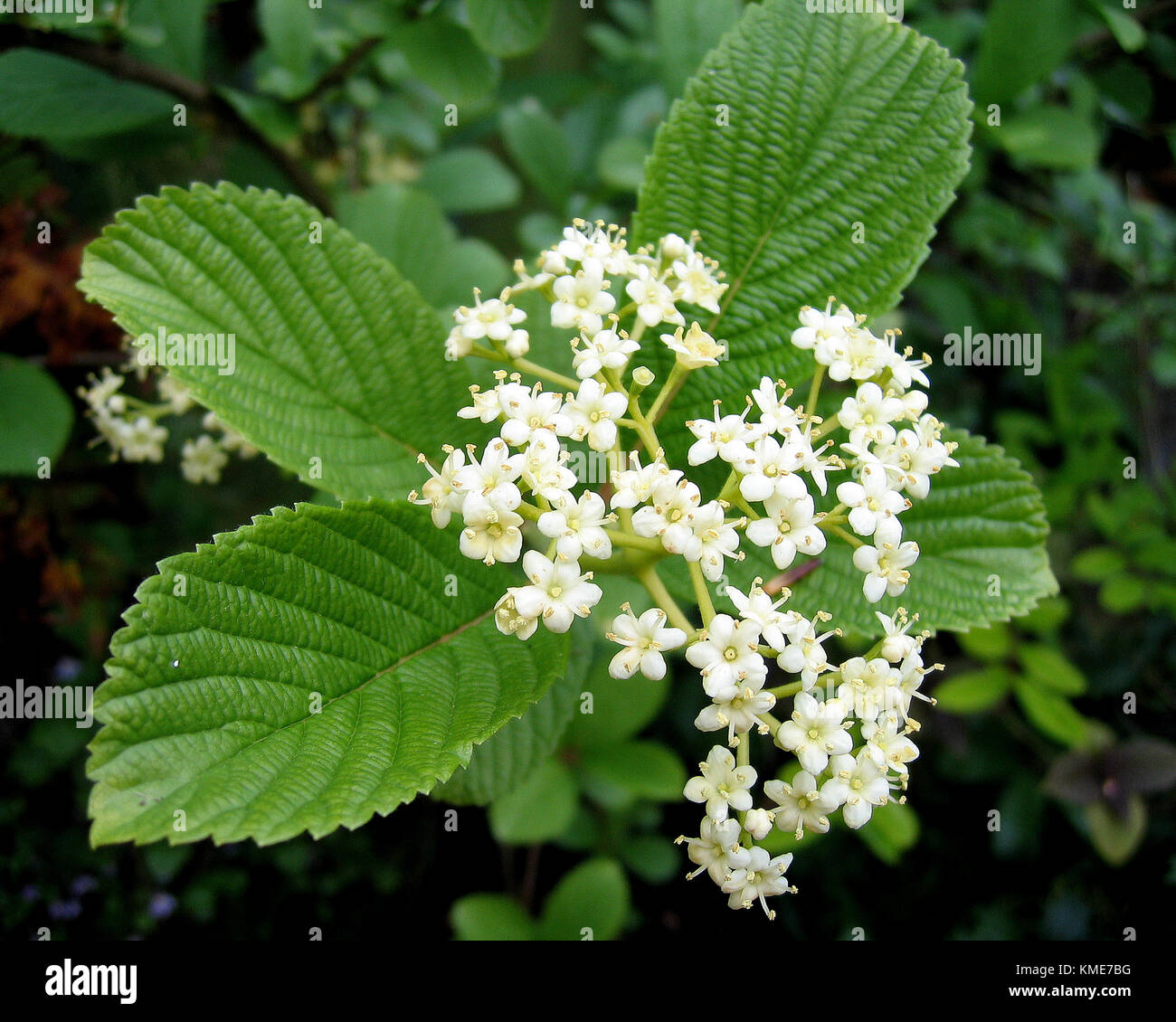 Viburnum sieboldii hi-res stock photography and images - Alamy