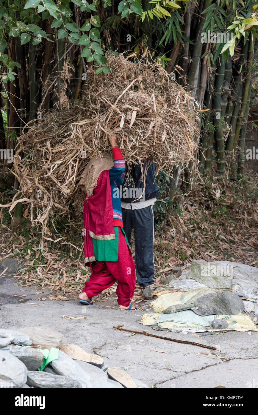 A woman carrying hay for cattle in a remote village in India Stock ...