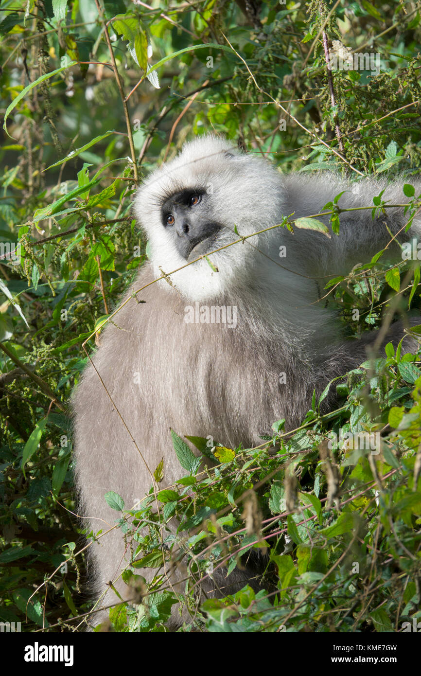 Semnopithecus ajax hi-res stock photography and images - Alamy