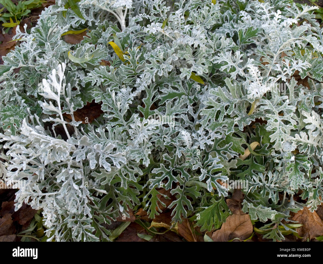 Senecio cineraria "Silver Dust" shrub in late autumn Stock Photo - Alamy