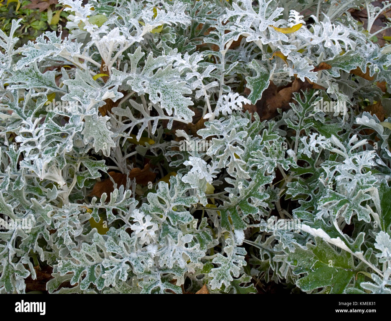 Senecio cineraria "Silver Dust" shrub in late autumn Stock Photo - Alamy