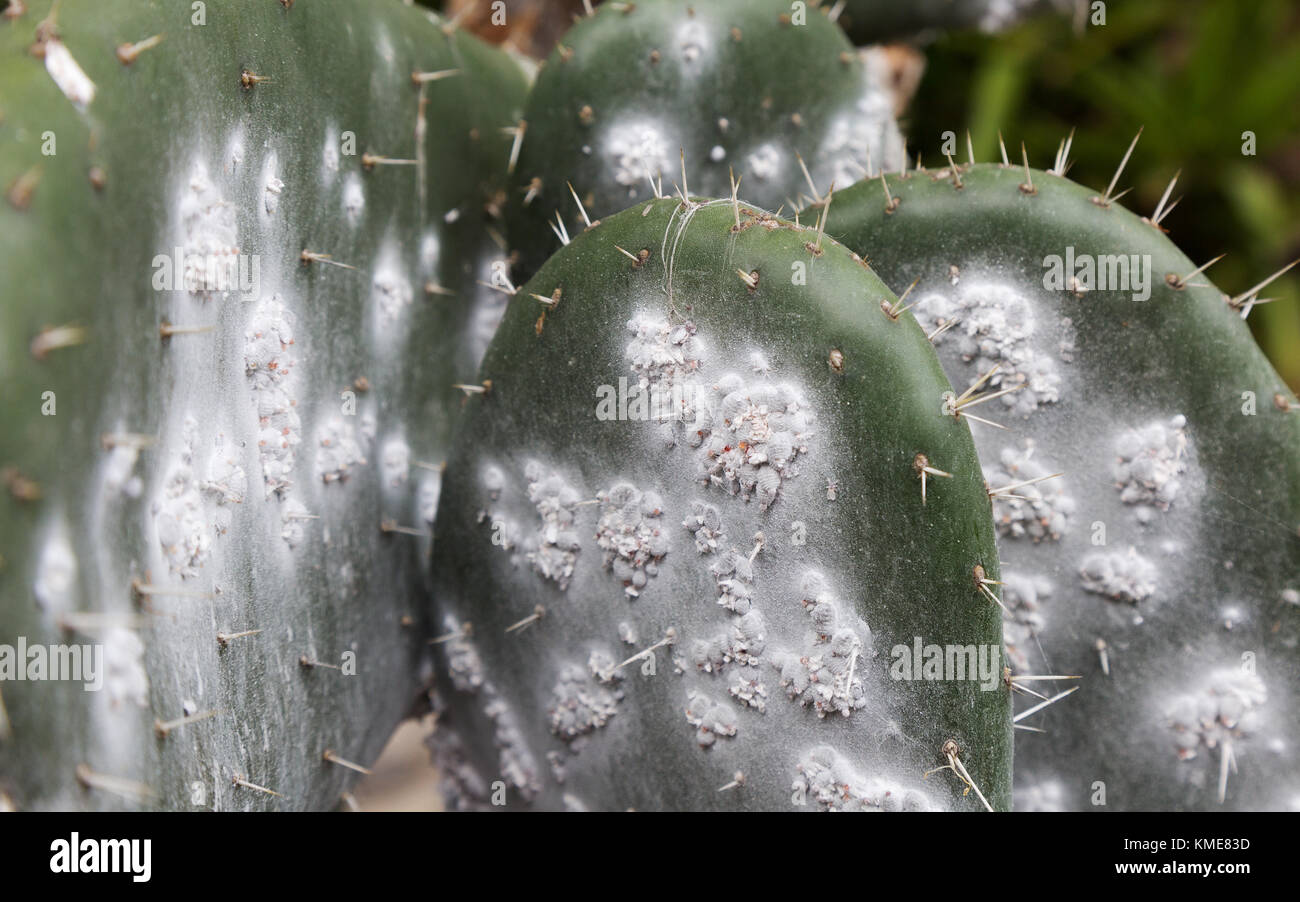 Cochineal insects ( Dactylopius coccus ), from which the natural dye ...