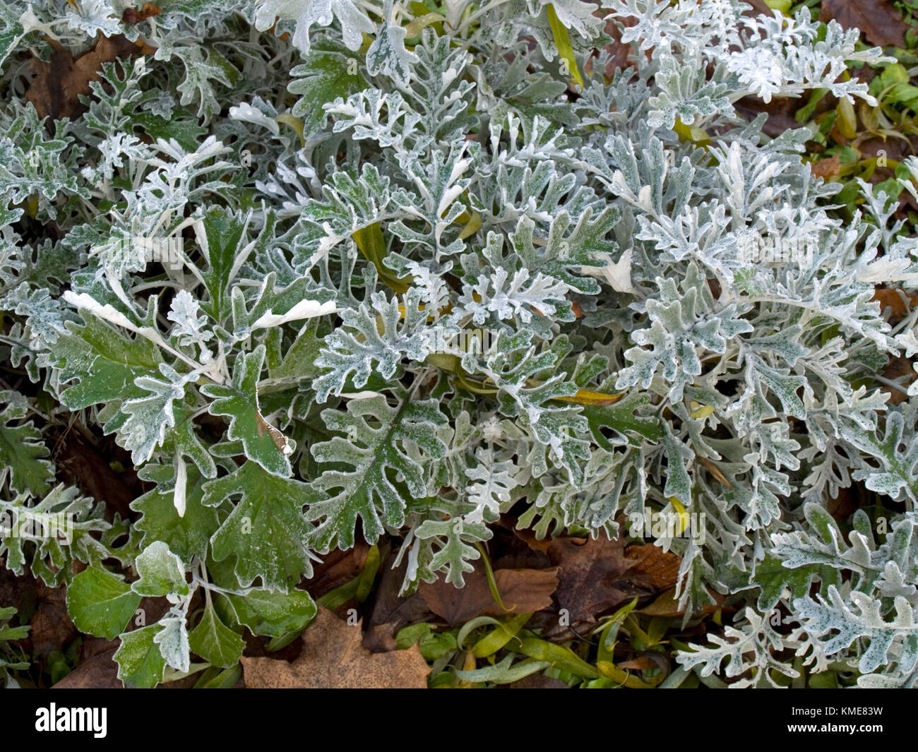Senecio cineraria "Silver Dust" shrub in late autumn Stock Photo - Alamy