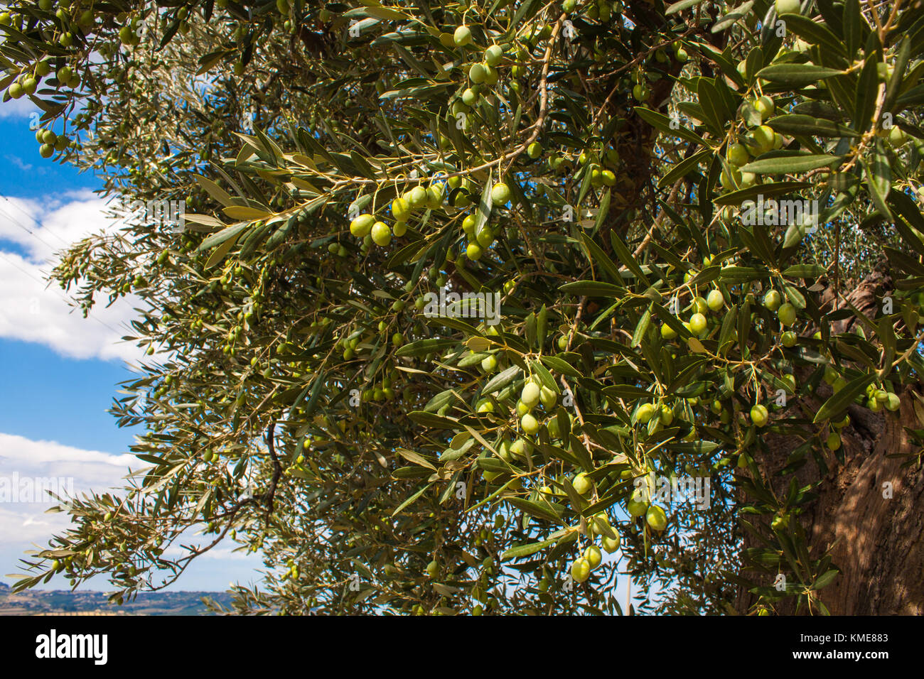 Olive Trees, with Olives on the Branches, Nature Background Stock Photo ...