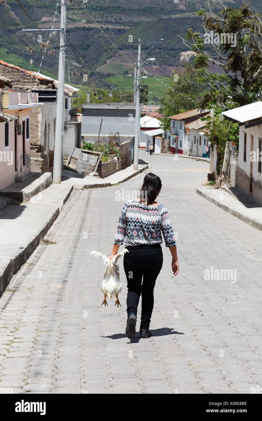 Ecuador village scene; woman carrying chicken seen from back, Tumbabiro ...