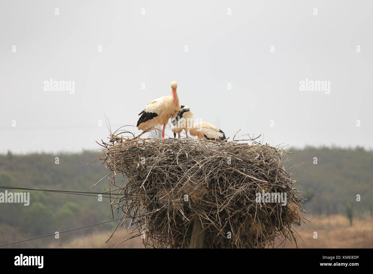 Colonial nest breeding birds hi-res stock photography and images - Alamy